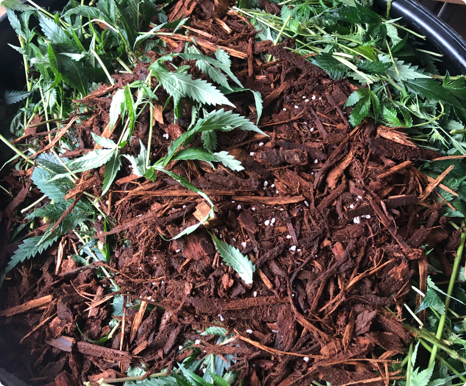 How To Build A Better Cannabis Waste Reduction Strategy - Easy Cannabis ...