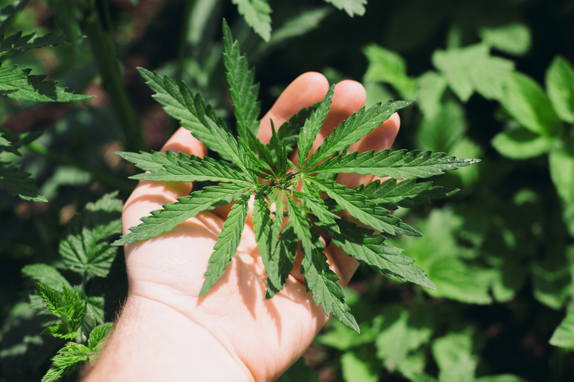 What Are Leaves Of Cannabis Used For? - Easy Cannabis Waste