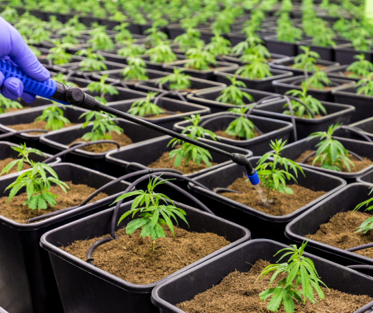 How Waste Water Treatment Companies Can Help Cannabis Businesses