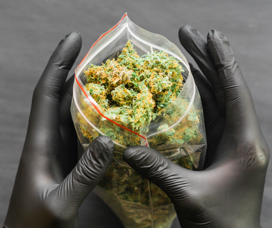 Cannabis Disposal Services For Law Enforcement Agencies - Easy Cannabis ...
