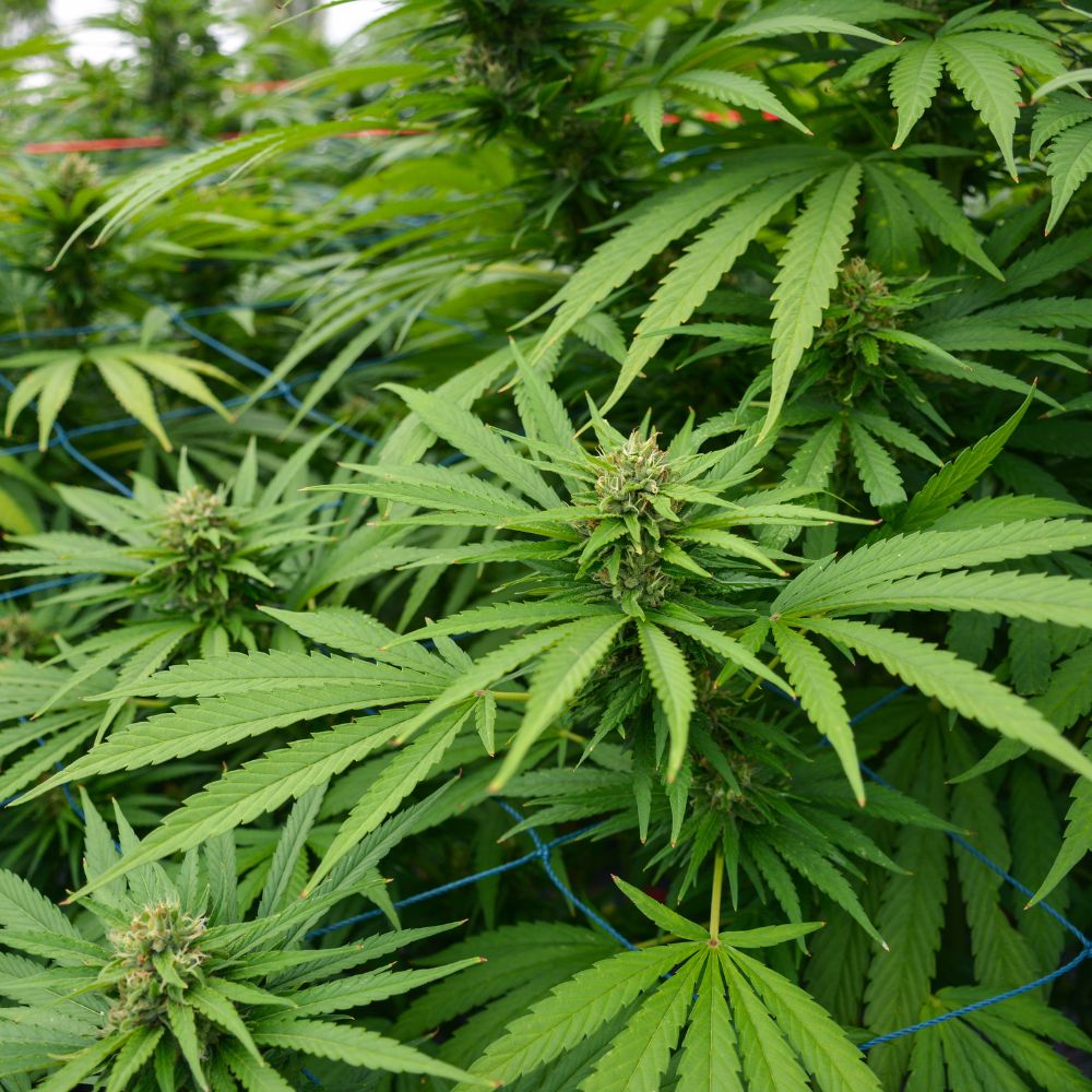 5 Innovative Hemp Uses That Could Inspire Your Next Business Venture ...