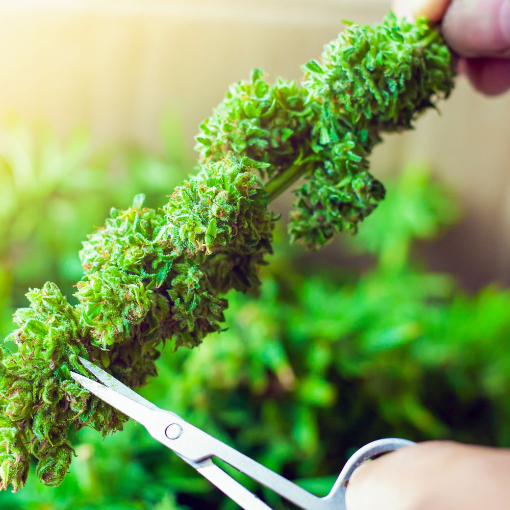How To Clip A Weed Plant And Dispose Of The Waste - Easy Cannabis Waste